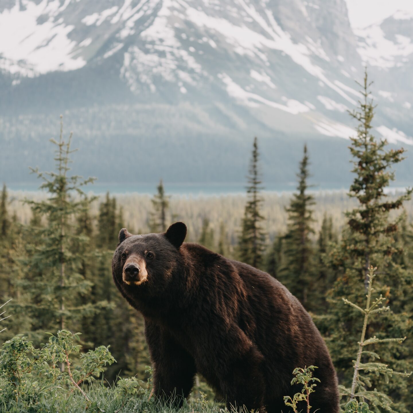 Mountain Camping for Beginners: Complete Guide to High Elevation ...
